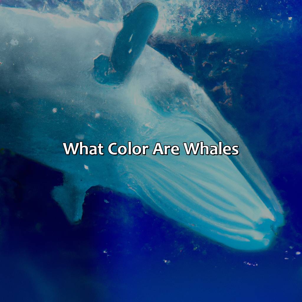 What Color Are Whales Branding Mates